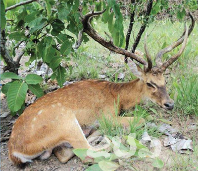 Agreement signed for Eld's deer conservation in Savannakhet
