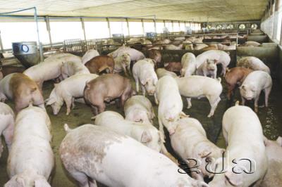 MoAF expects pork production of over 97,000 tonnes