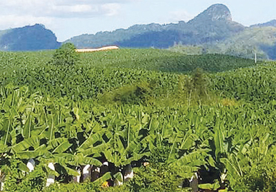 Banana Farm Chemical Residue Causes Wastewater and Dead Fish