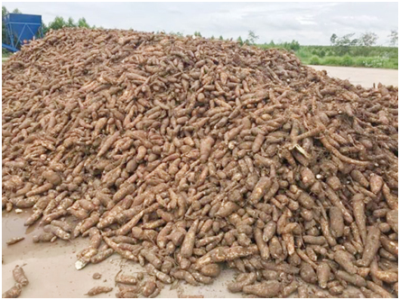 Largest cassava factory to be built in southern Laos for export markets