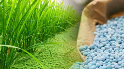 ຟີລິບປິນ ເລັ່ງເຮັດຂໍ້ຕົກລົງນຳເຂົ້າປຸຍຈາກຈີນ-ຣັດເຊຍ