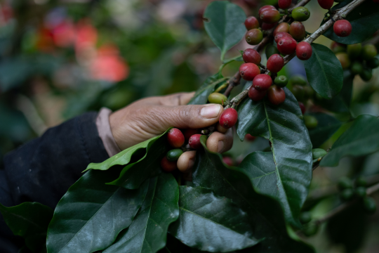 Team Europe aims to buy more quality coffee from Laos