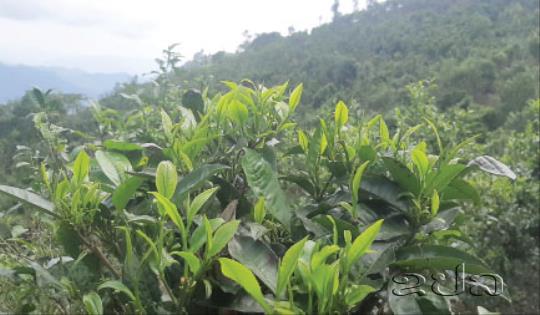 Phongsaly to organize Ethnic Food & Tea Festival to promote Visit Laos ...