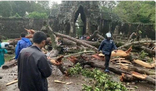 Centuries-old tree collapse kills 1, injures 3 in Cambodia
